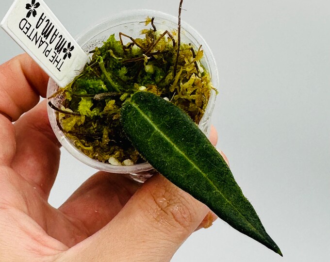 Hoya Hypolasia | Rooted Cutting | Extremely Rare Cutting | Fuzzy Hoya ...