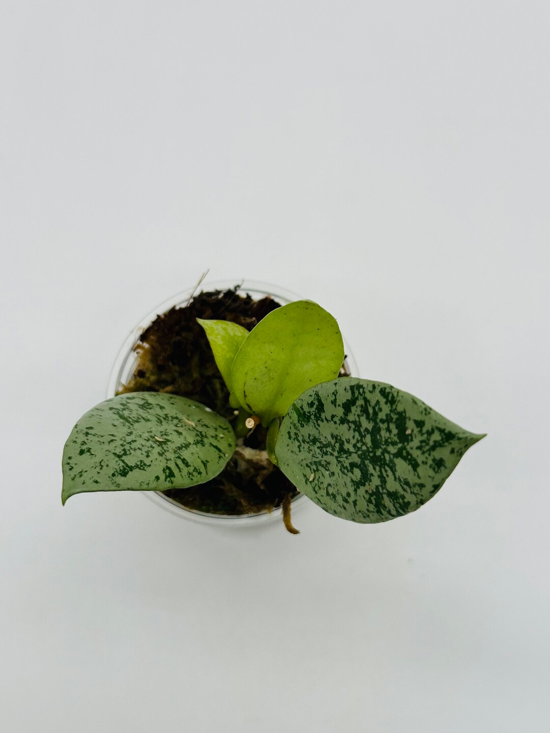 Hoya Lacunosa ‘silver Lime’ | Rare Hoya Cutting | HIGH SPLASH | LARGE ...