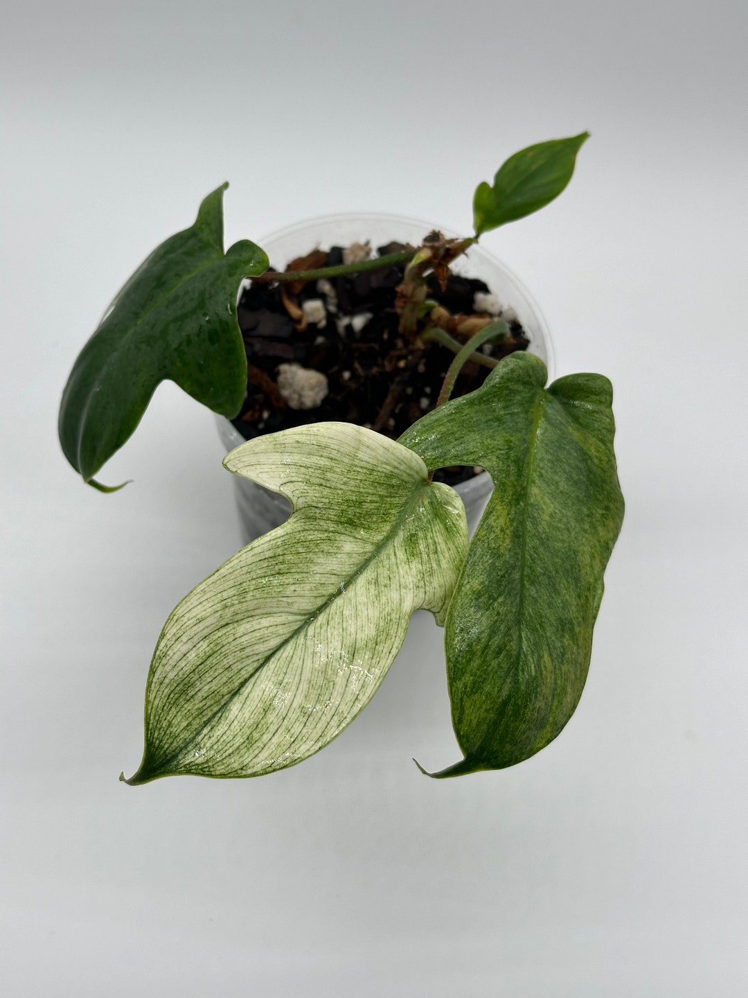 Philodendron Florida Ghost Variegated Philo Creamy White - Etsy