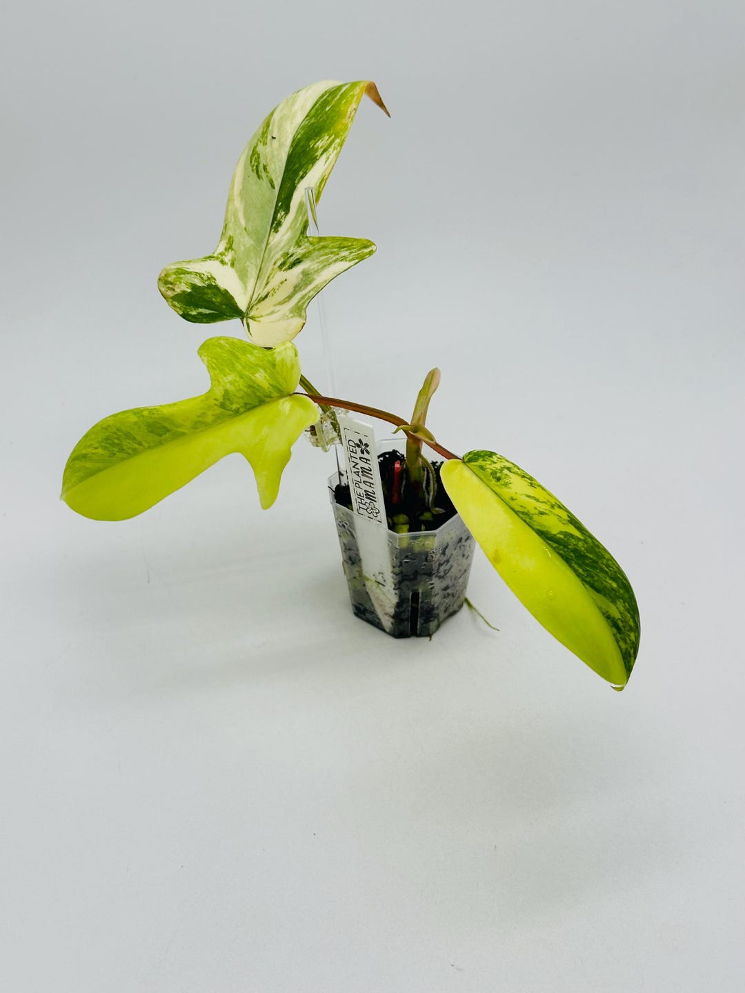 Philidendron Florida Beauty Cutting Rooted With New Leaves Active ...