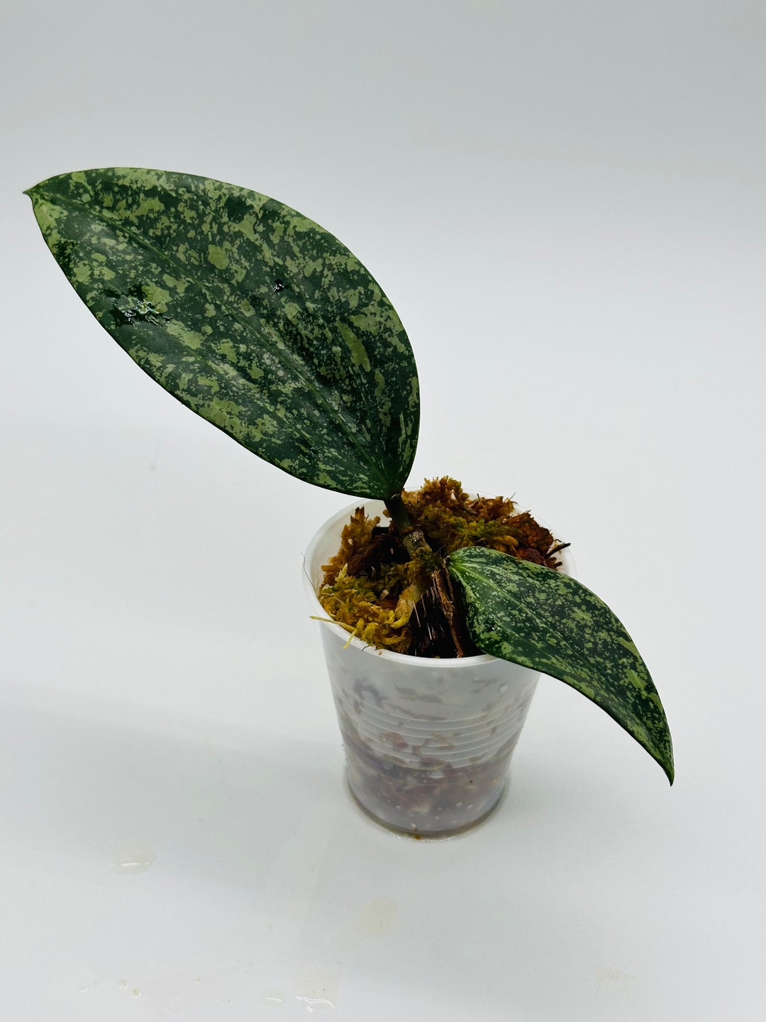 Hoya rangsan Rooted Cutting Super Splashy Hoya Quick to Bloom Easy Care ...