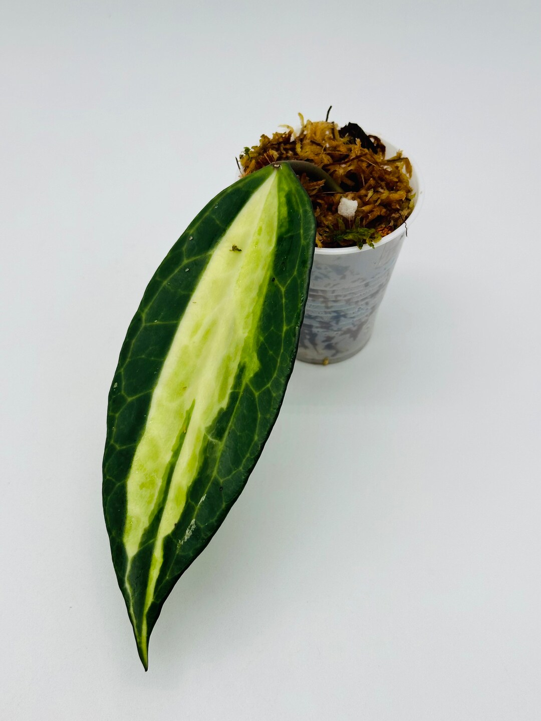 Large Hoya Latifolia Aka Macrophylla ‘pot of Gold’ | Exact Plant | RARE ...