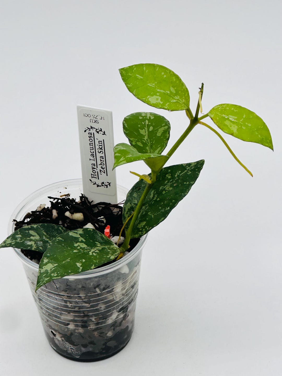 Hoya Lacunosa zebra Skin Rare Hoya Cutting Lacunosa Cultivar LARGE ...