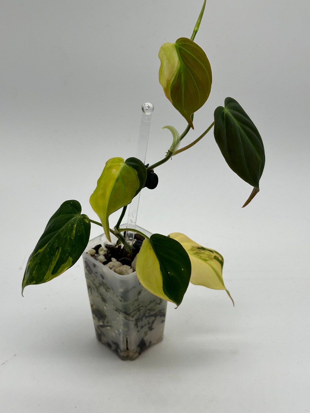 Variegated Philodendron Micans Aurea | Beautiful High Variegation ...