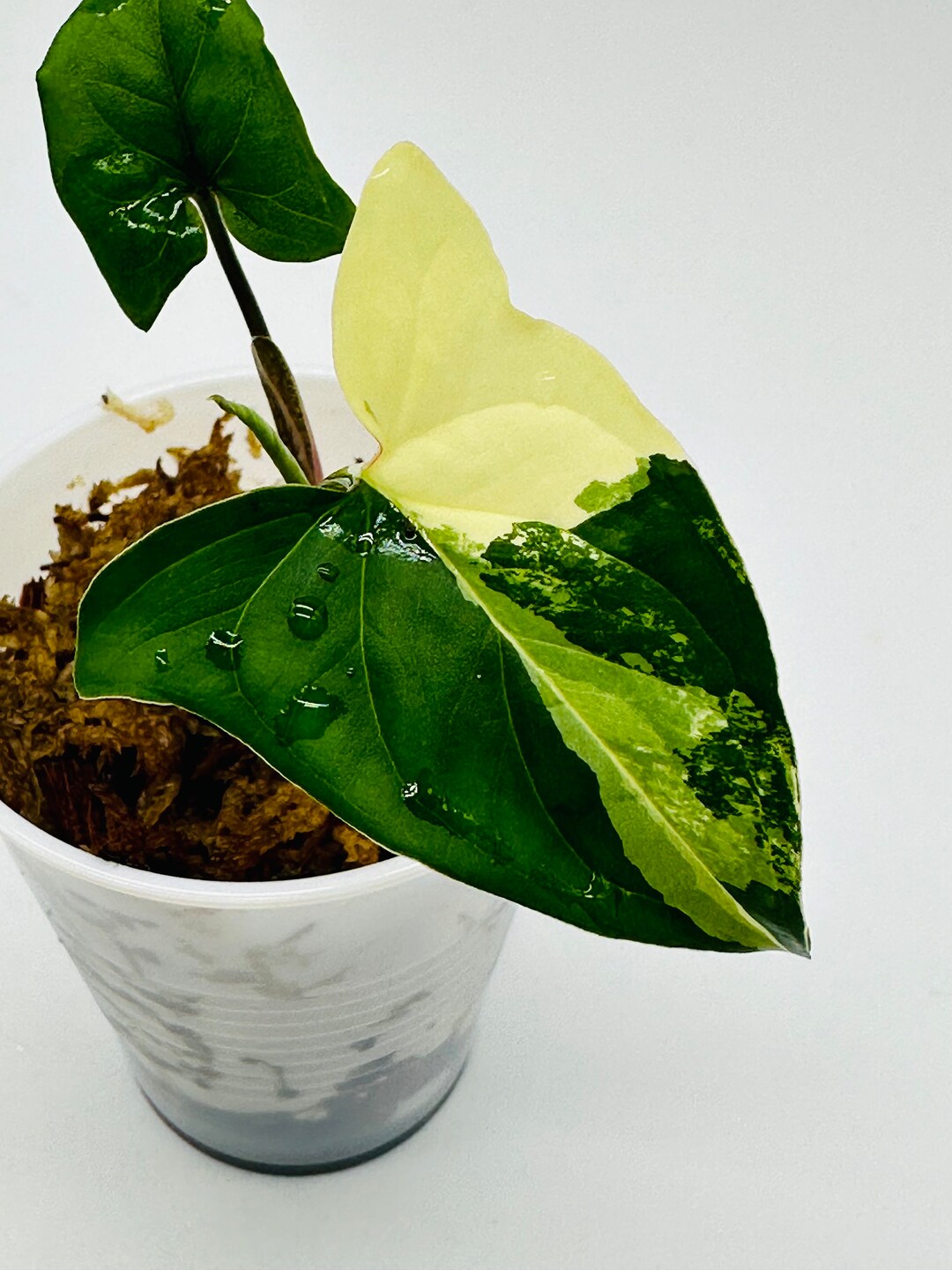 Syngonium Albo Starter Plant White Variegation Climbing Aroid Marble ...