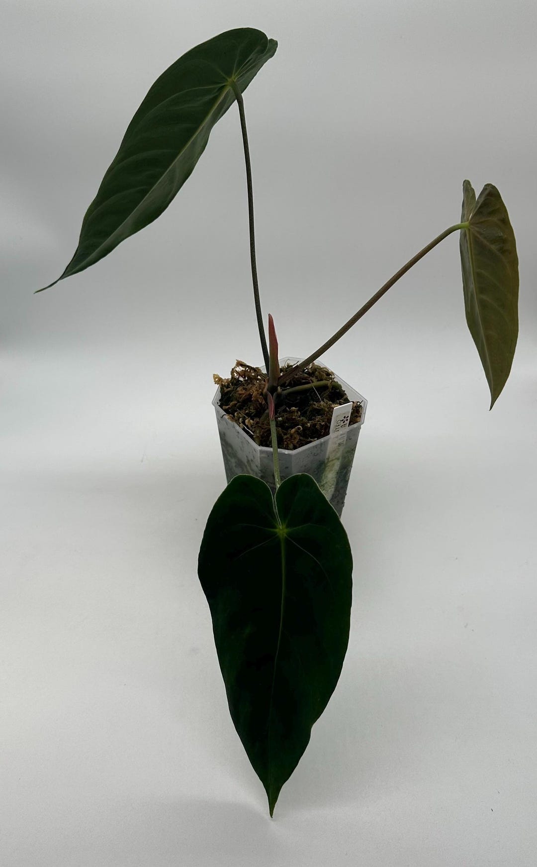 Anthurium Metallicum | Grown From Division | Sport Variegated Mother ...