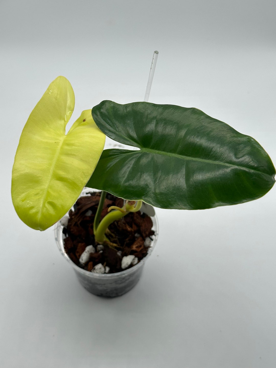 Philidendron Variegated Burle Marx | Rare Houseplant | Yellow Cream ...