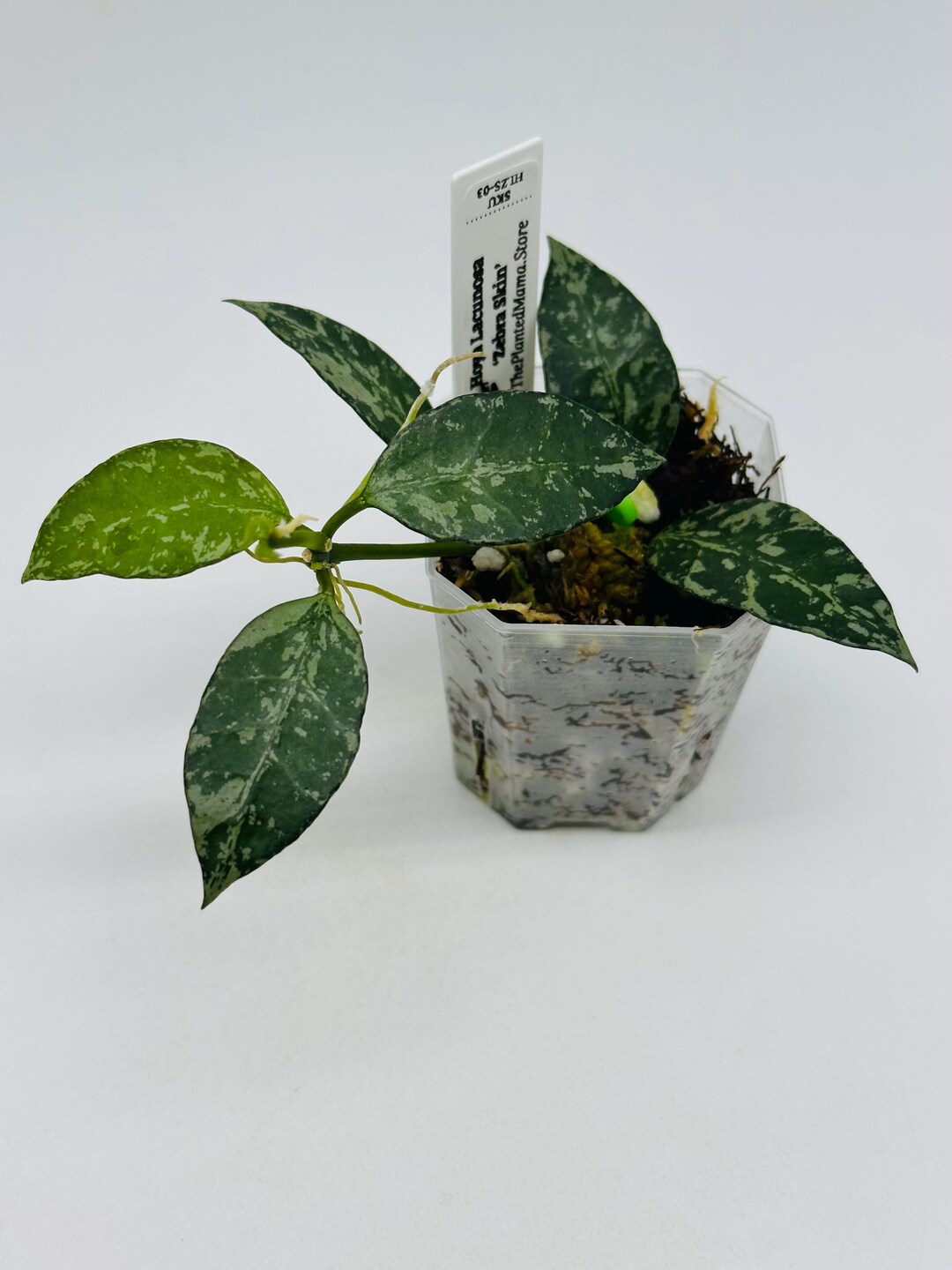 Hoya Lacunosa zebra Skin Rare Hoya Cutting Lacunosa Cultivar LARGE ...