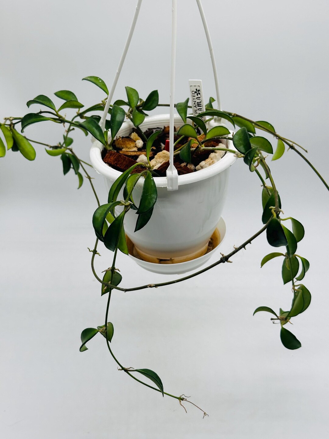 Hoya Mini Kentiana | 5” Hanging Basket | Rare Hoya | Small Leaves ...