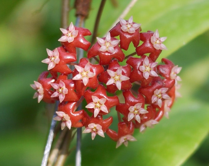 Hoya Affinis | Rare Hoya | Unique Red Bloom | Climbing | Large Fuzzy ...