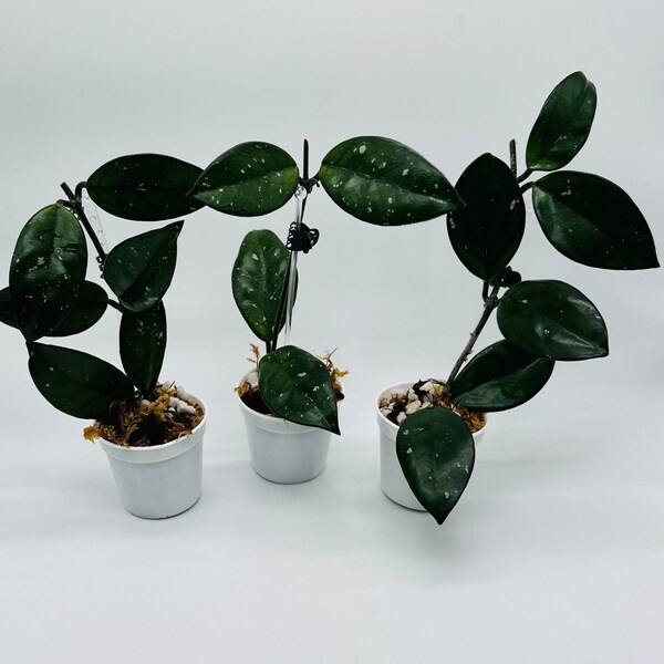 Hoya Compacta - Etsy