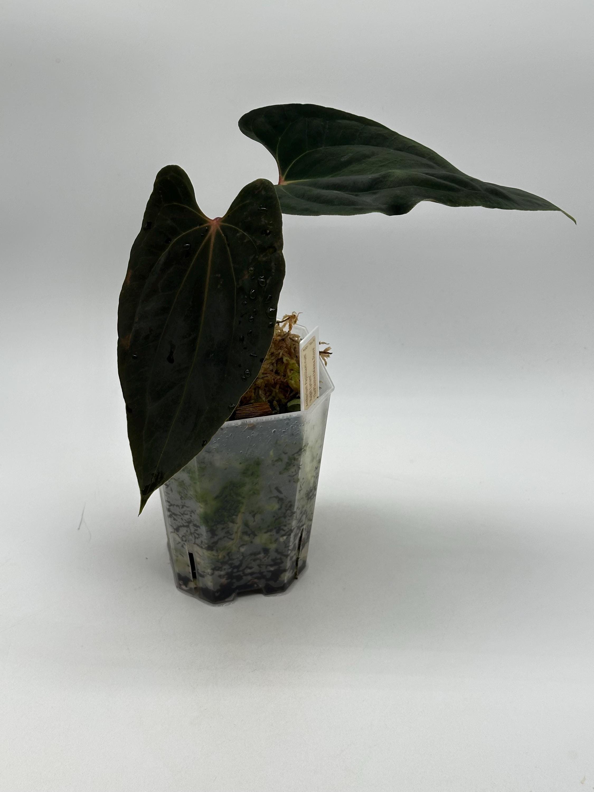 Anthurium Papillilaminum 'ralph Lynam' X 'fort Sherman Anthurium Papillilaminum 'ralph Lynam' X 'fort Sherman