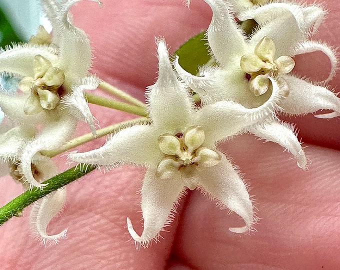Hoya IM-08 PNG | Fuzzy Blooms | Papua New Guinea | Extremely Rare Hoya ...