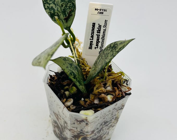 Hoya Lacunosa ‘leopard Skin ’ | Rare Hoya Cutting | Lacunosa Cultivar ...