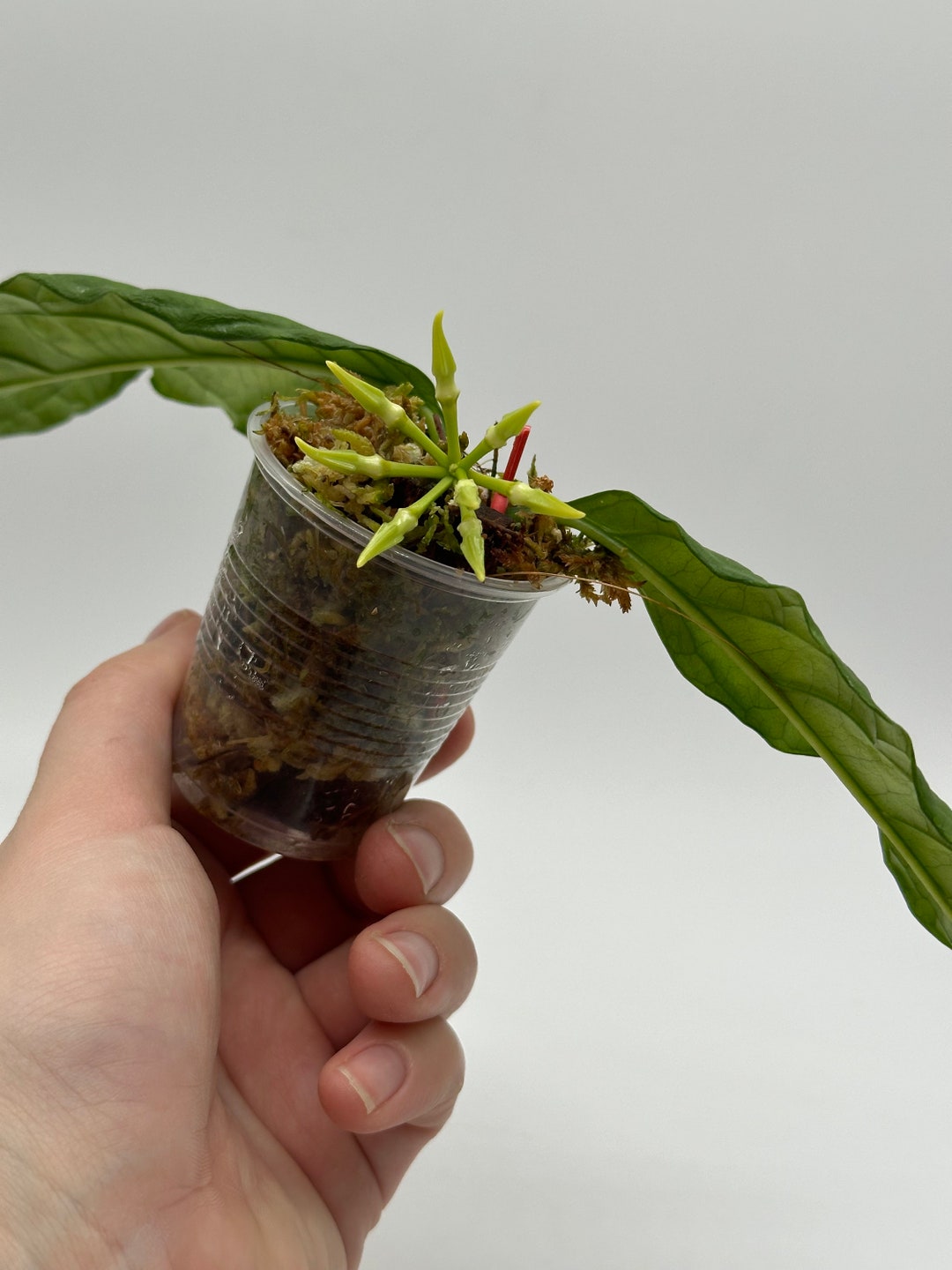 Hoya Decipulae Large Cutting With Peduncle Over 1ft Extremely Rare ...