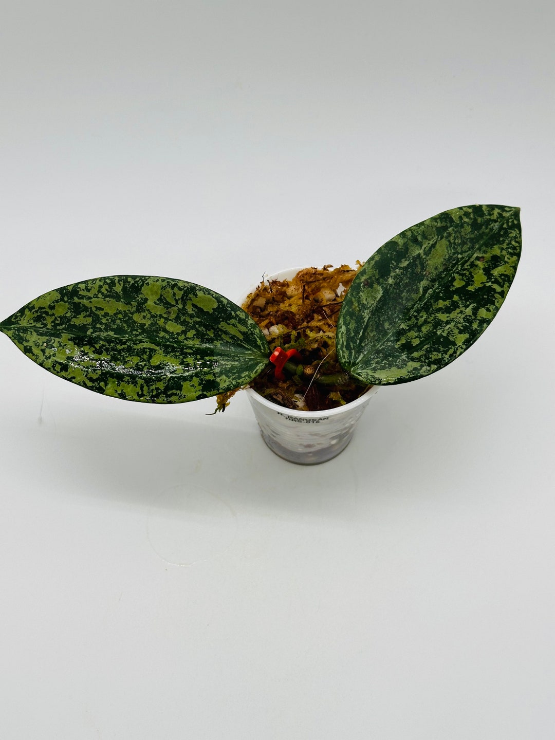 Hoya rangsan Rooted Cutting Super Splashy Hoya Quick to Bloom Easy Care ...