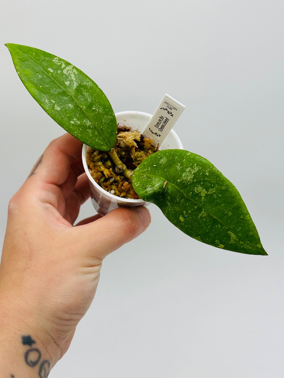 Hoya Sp Ko Chang Island | Rare Hoya | Super Silver Splashy Speckled ...