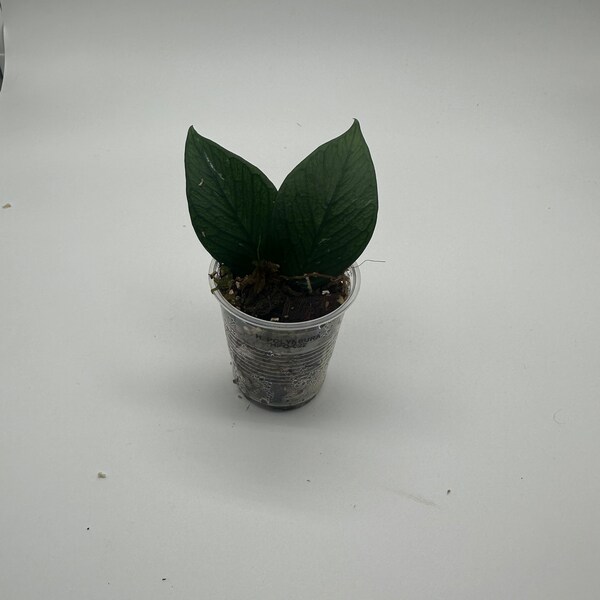 Fishtail Hoya - Etsy