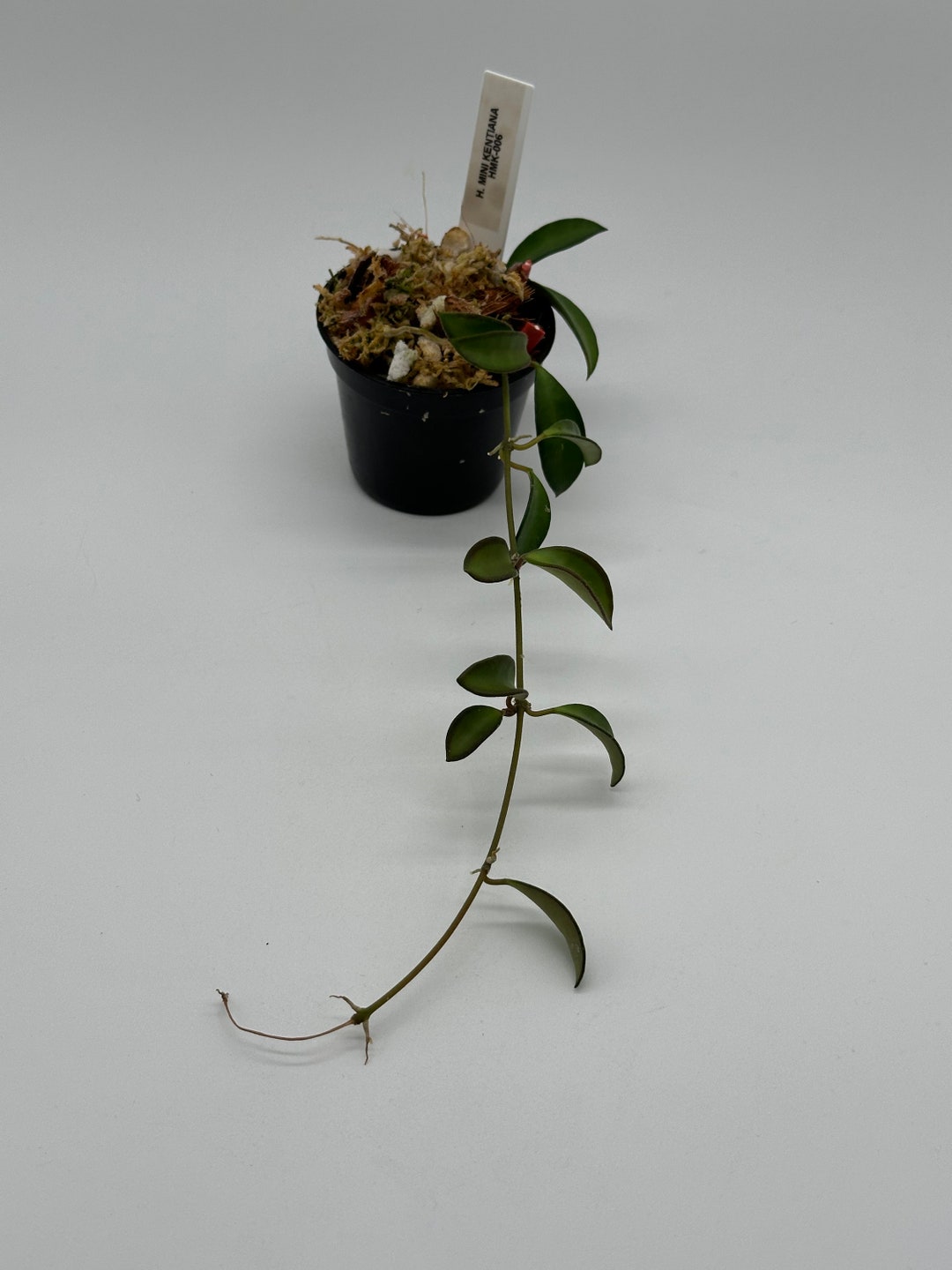 Hoya Mini Kentiana | Rare Hoya | Small Leaves | Trailing | Sunstress ...