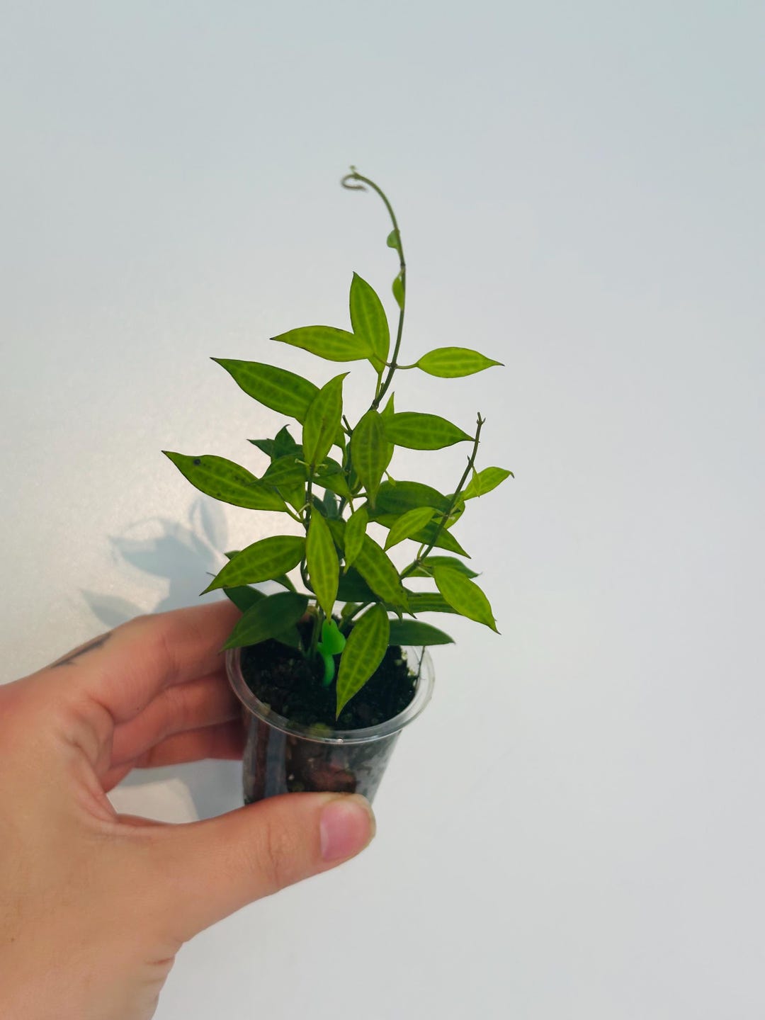 Large Hoya Microdwarf NS12-323 | Rooted & Established Hoya | Multiple ...