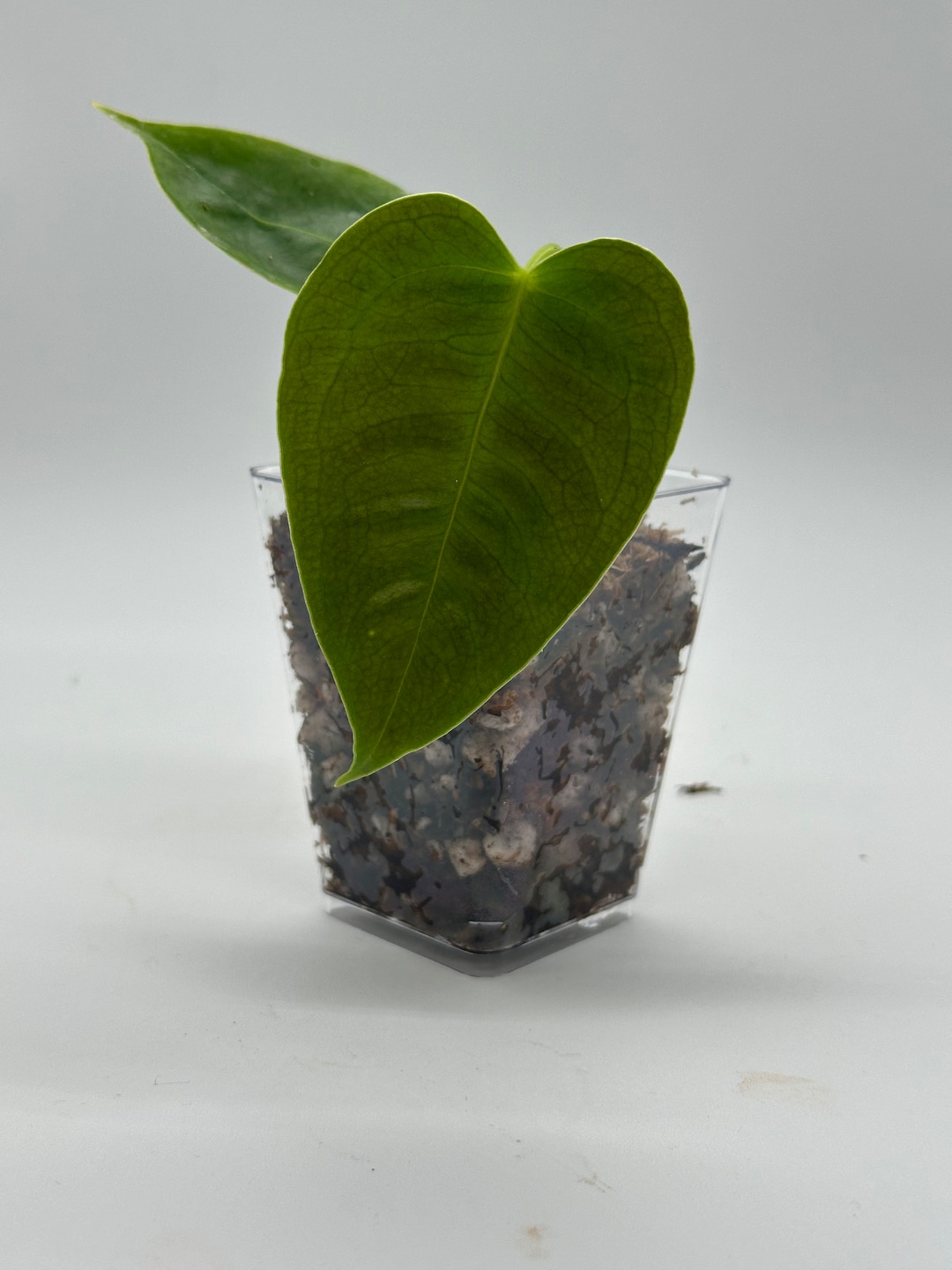 Anthurium Veitchii King Anthurium Long Rippled Leaves Easy Care ...