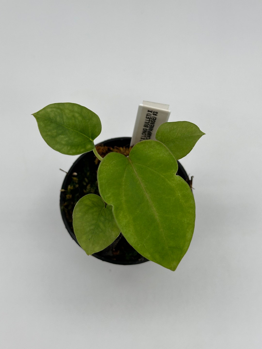 Anthurium Papillilaminum long X Long Bullet X cerrocampanense X Pap ...