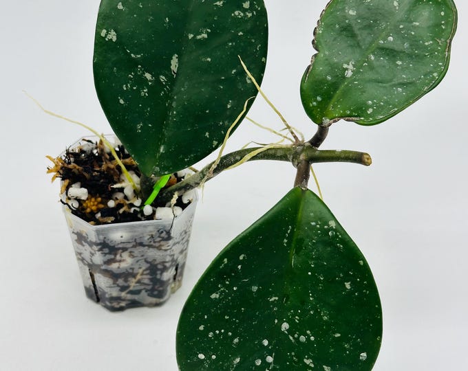 Hoya ‘david’s Green Cup’ Splash | Carnosa X Obovata | Hybrid Hoya ...