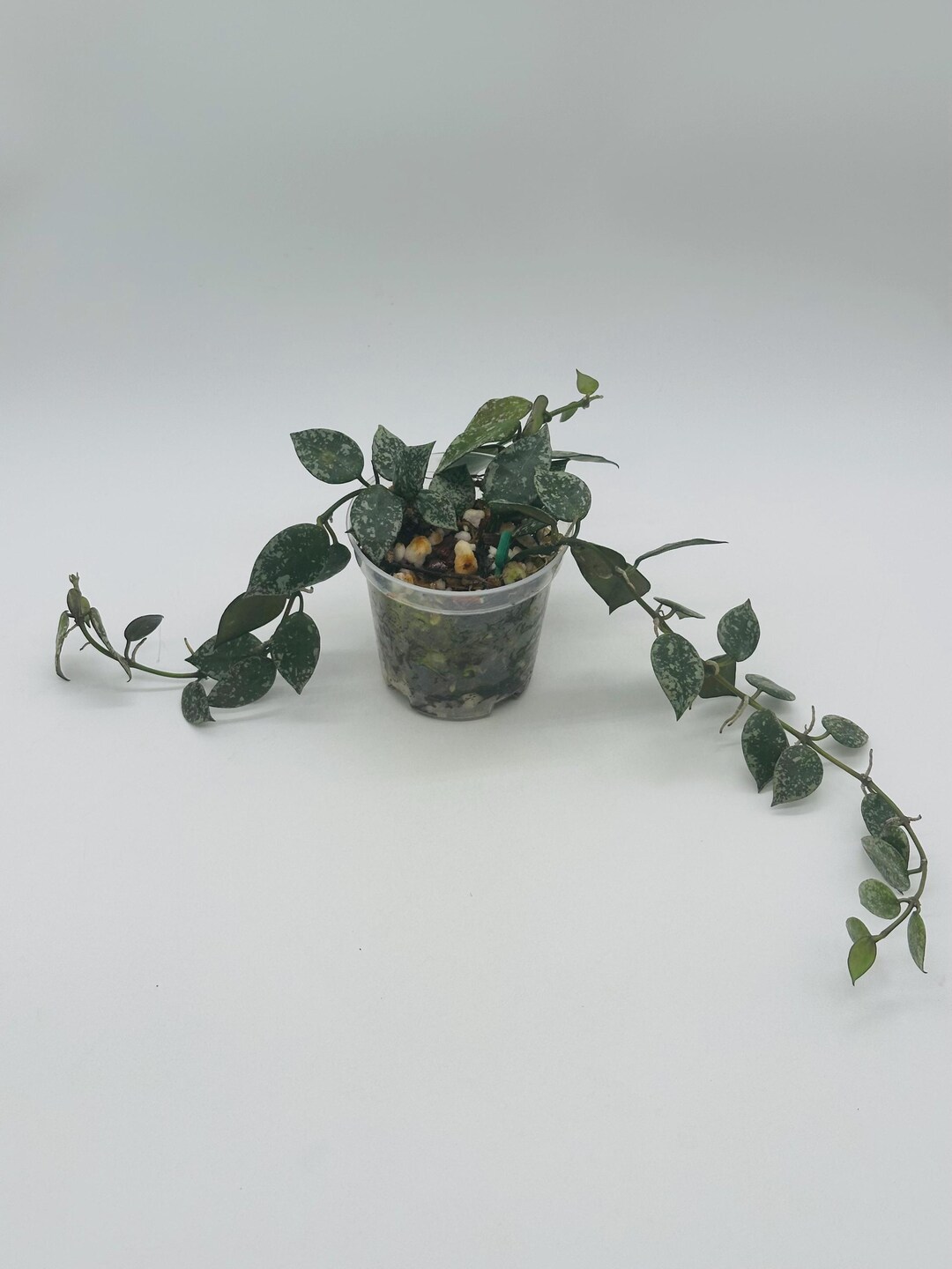 Hoya Krohniana Splash | 3” Pot | Super Splashy | Small Leaves | Fast ...