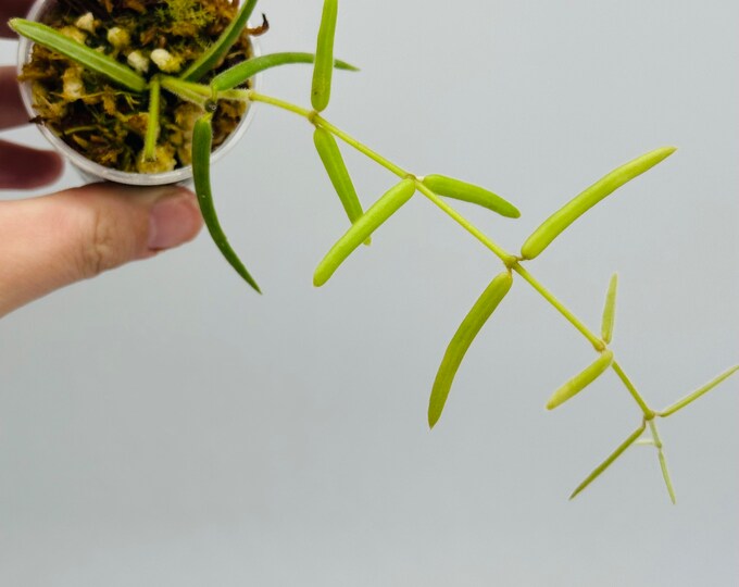 Hoya Linearis | Unique Hoya | Needle Like | Fuzzy Delicate Leaves ...