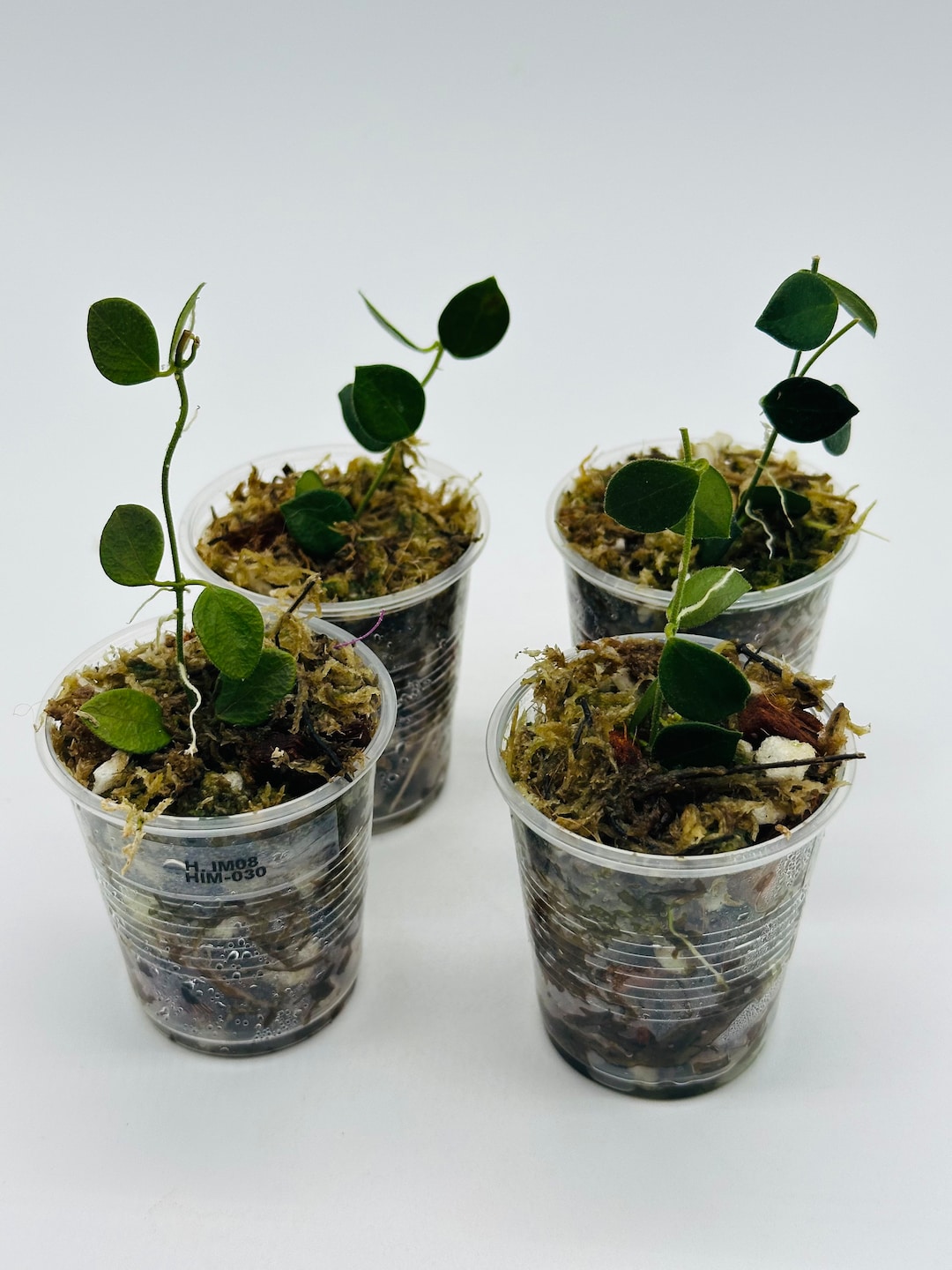 Hoya IM-08 PNG Growers Choice Fuzzy Blooms Papua New Guinea Extremely ...