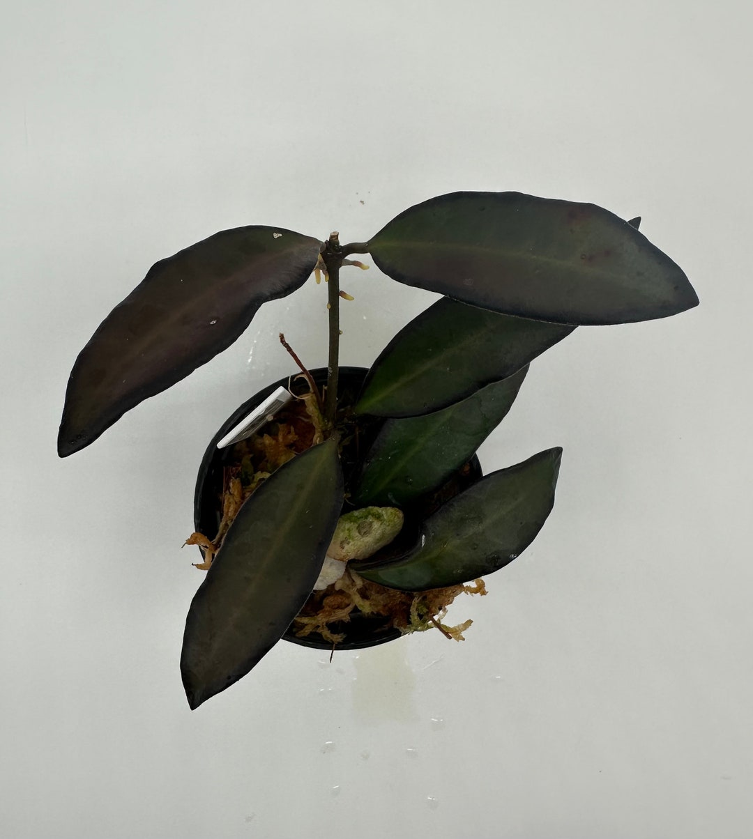 Hoya Rosita | Hybrid WAYETII X TSANGII | Sunstressed Leaves | Beautiful Dark Red Burgundy ...