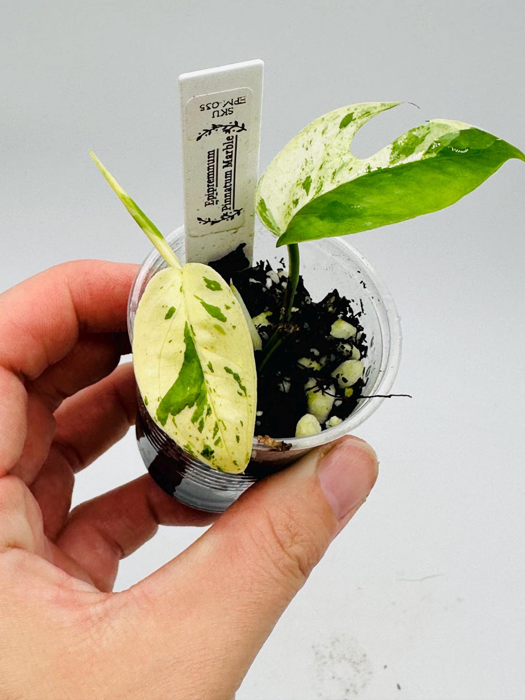 Epipremnum Pinnatum Marble | Marble Speckled White Variegation ...