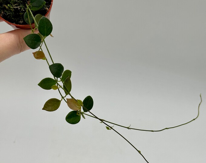 Hoya IM-08 PNG | With Peduncles | Papua New Guinea |extremely Rare Hoya ...