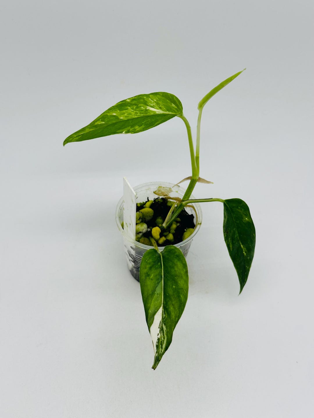 Epipremnum Pinnatum Albo Well Rooted & Established Cutting White ...
