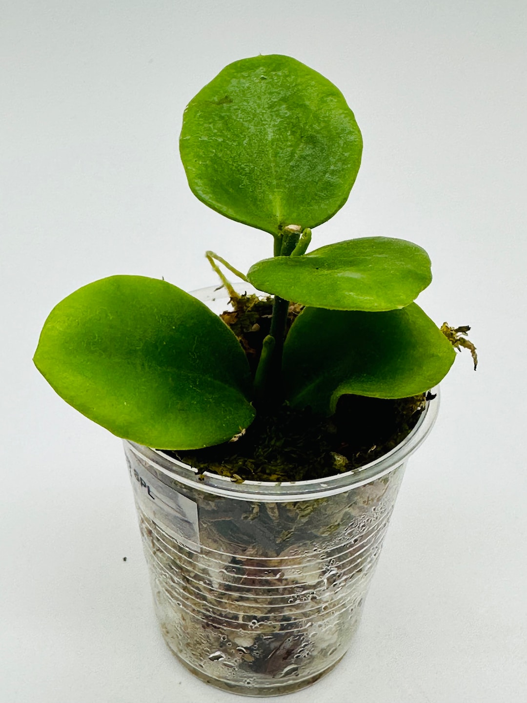 Hoya Biakensis | Hoya Sp. Biak Island | Rooted & Growing | RARE Unique ...