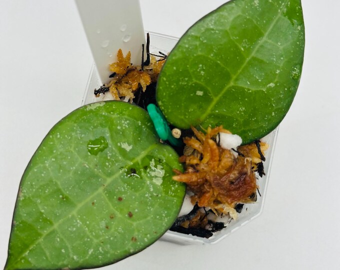 Hoya Parasitica ‘black Margin’ | Uncommon Hoya | Established Hoya ...