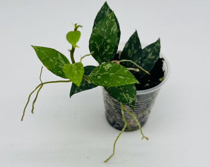 Hoya Lacunosa ‘zebra Skin ’ | Rare Hoya Cutting | Lacunosa Cultivar ...