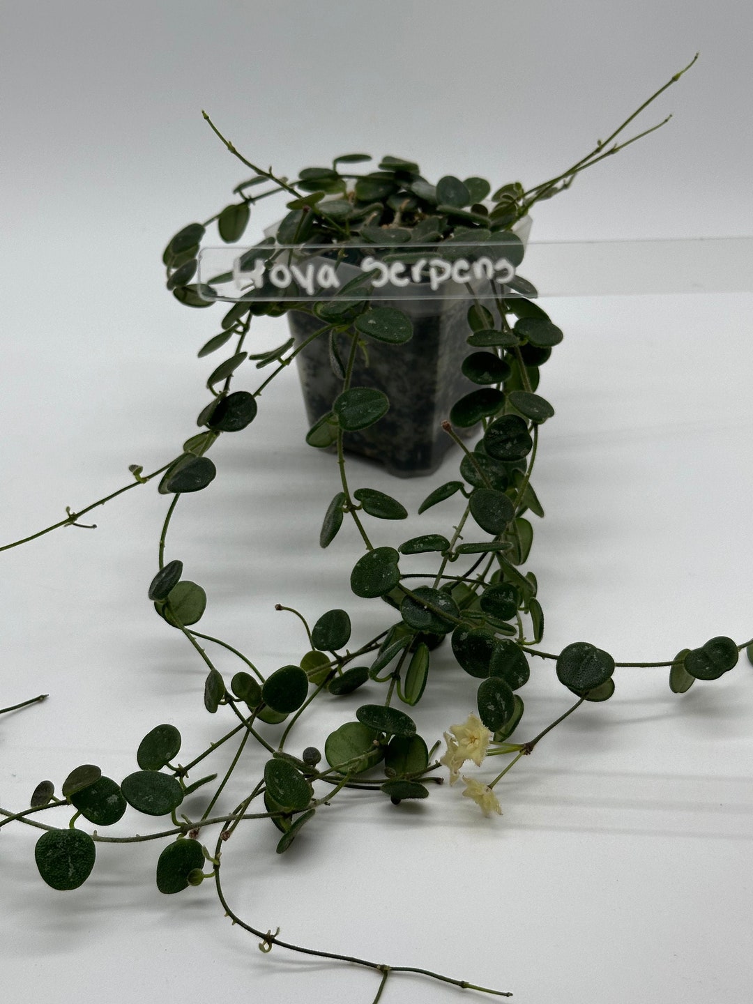 Clear Acrylic Plant Tags Pack of 5 Plus Whiteboard Marker Plant Labels ...