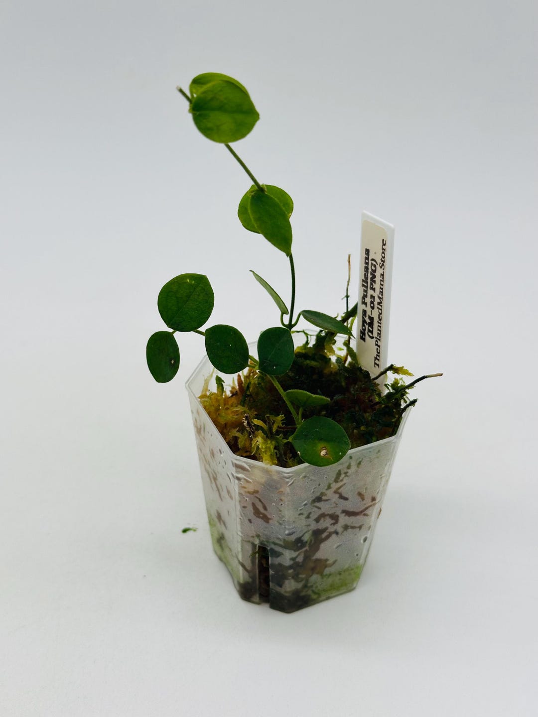 Hoya Pulleana IM-02 Papua New Guinea Extremely Rare Hoya Small Delicate ...