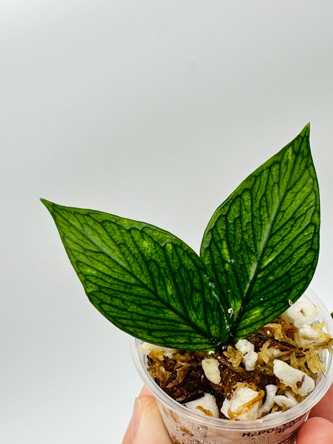 Hoya Polyneura Splash Cuttings 2-4 Leaves Growers Choice Fishtail Hoya ...