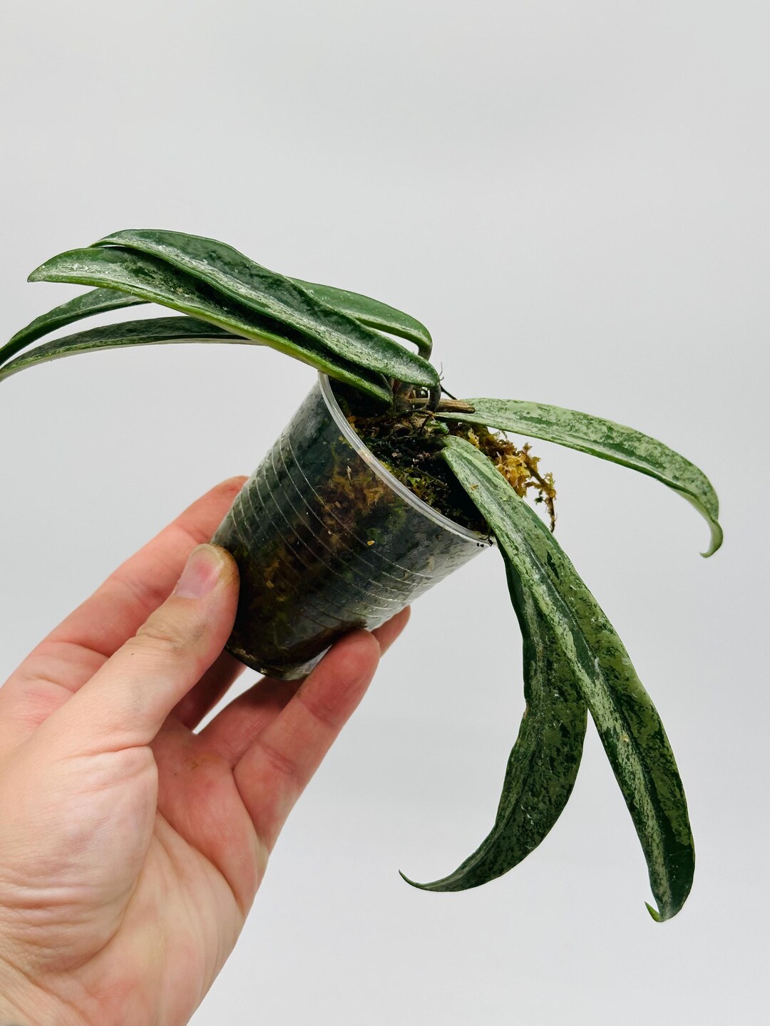 Hoya Minibelle Splash EXTREMELY RARE Established Hoya Cutting Well ...