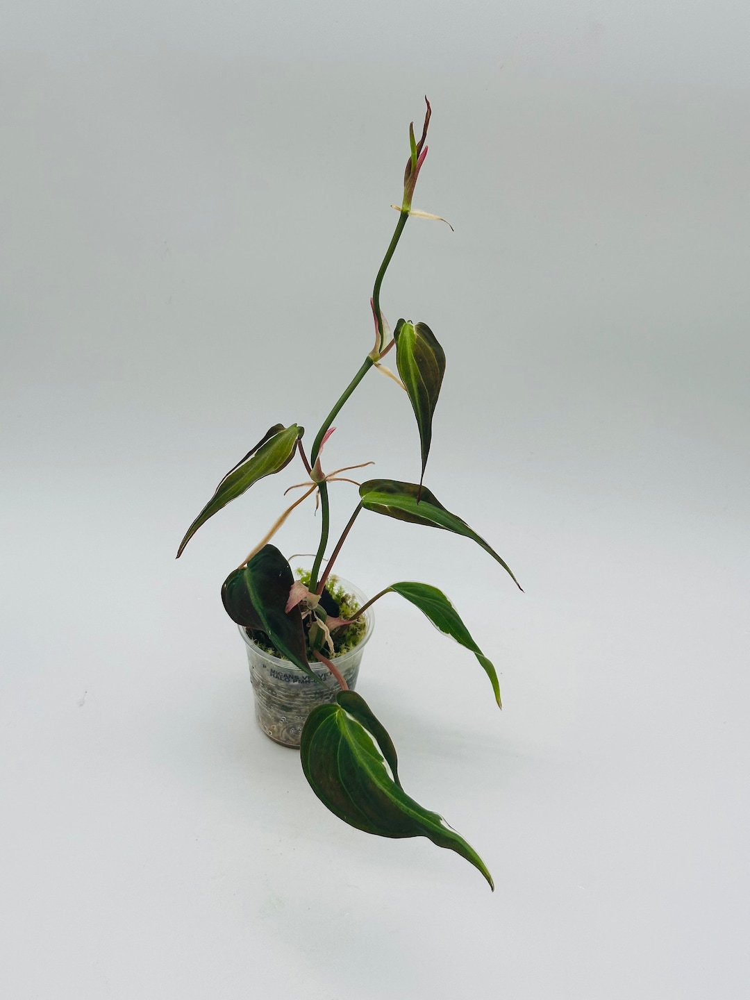 Variegated Philodendron Micans velvet Halo Rare Philo Beautiful ...