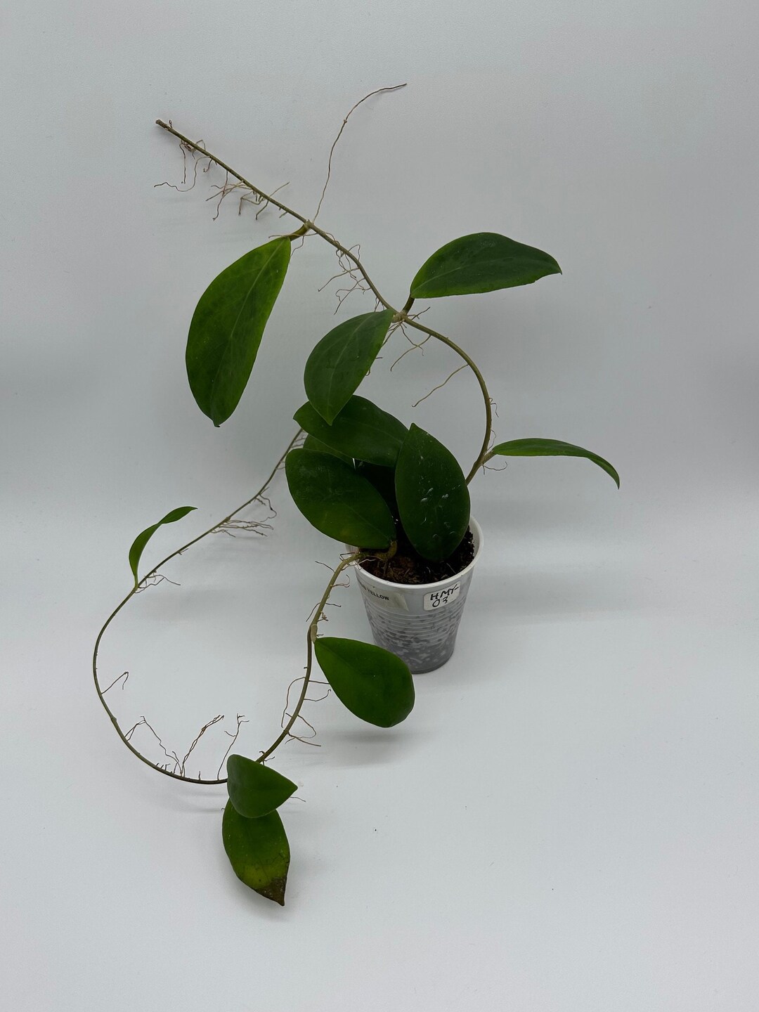 Hoya Mindorensis Yellow | Rare Hoya |yellow Flower | Multiple Leaves | Fully Rooted ...