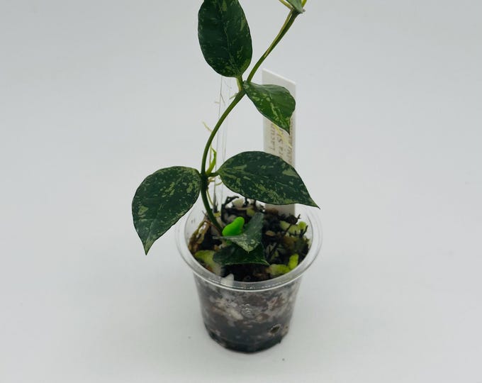 Hoya Lacunosa ‘zebra Skin ’ | Rare Hoya Cutting | Lacunosa Cultivar ...