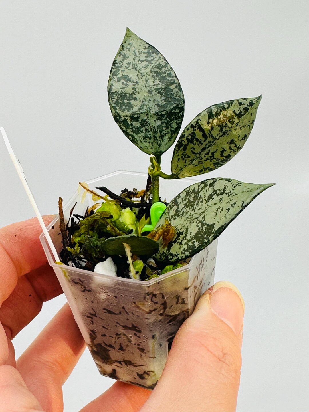 Hoya Lacunosa leopard Skin Rare Hoya Cutting Lacunosa Cultivar LARGE ...