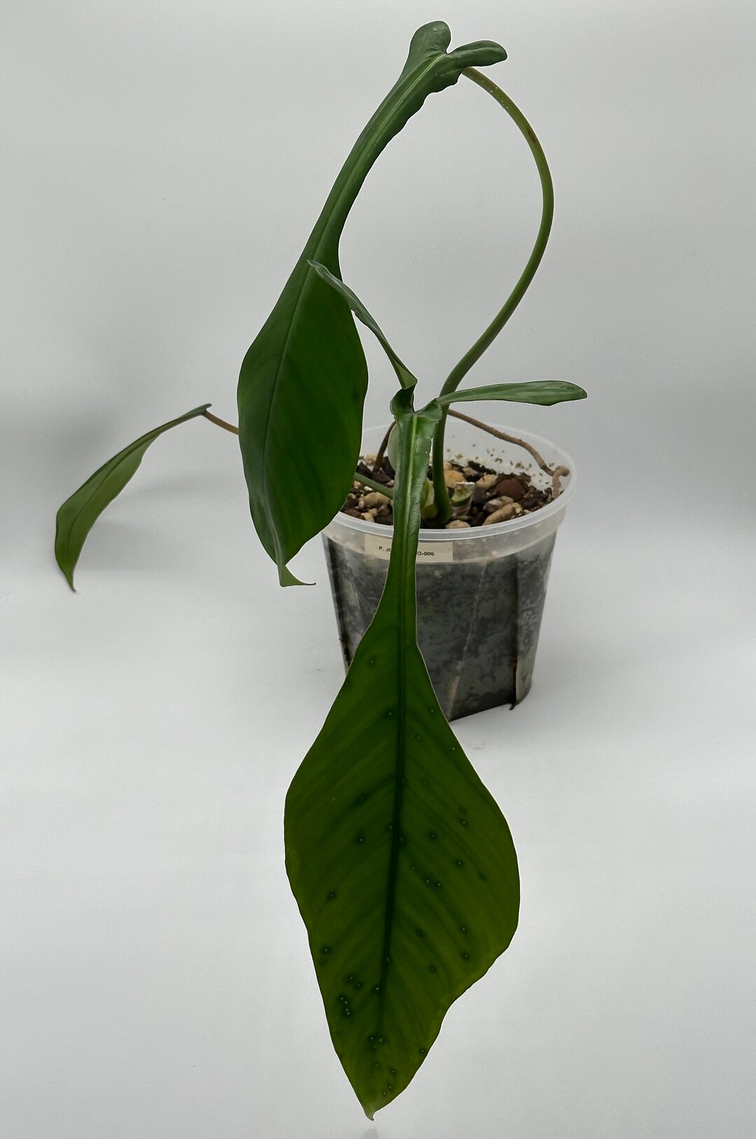 LARGE Philodendron Joepii Rare Tropical Philodendron Fully Established ...