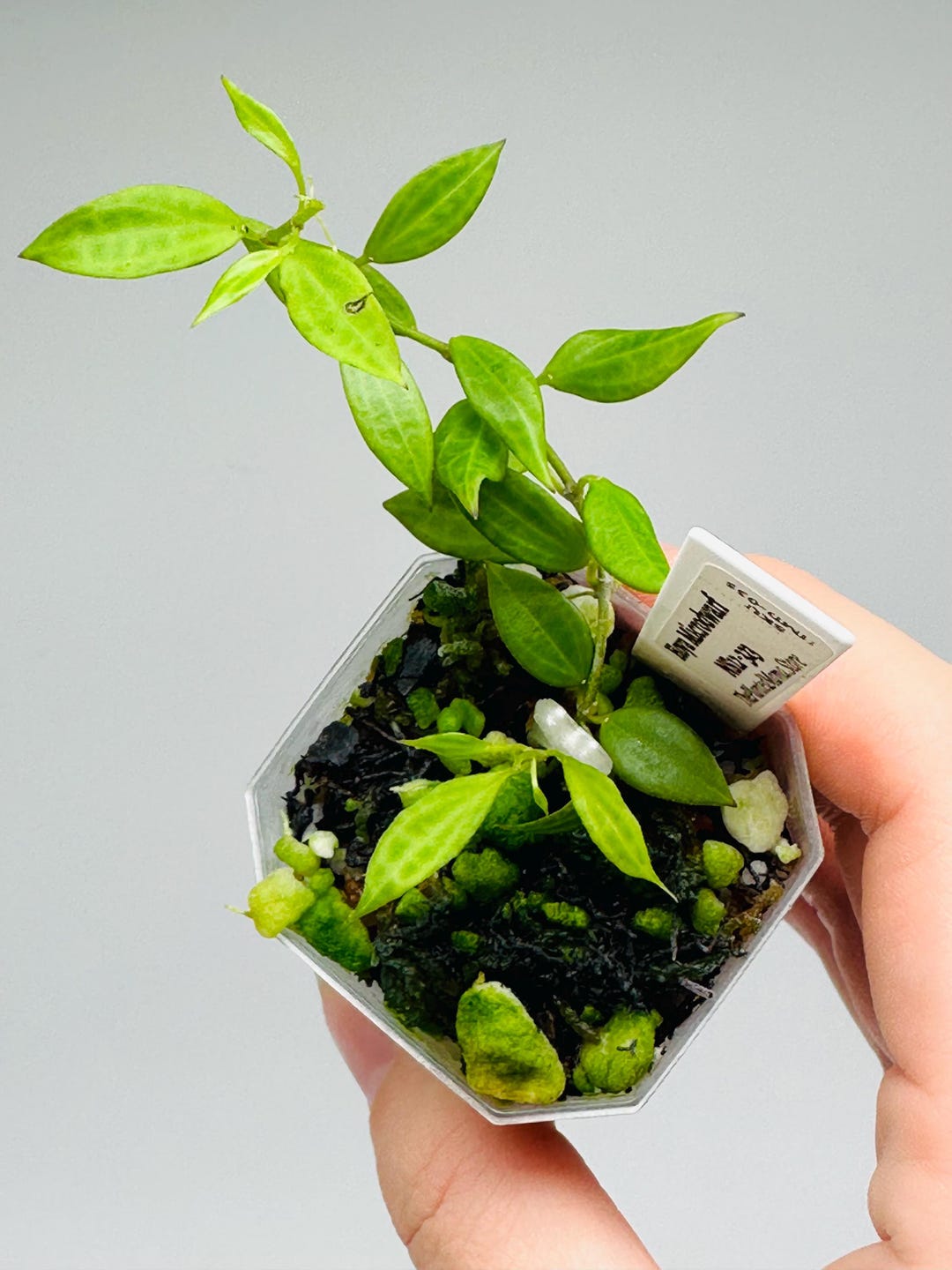 Hoya Microdwarf NS12-323 | Well-rooted & Established Hoya | Multiple Growth Points | TINY ...