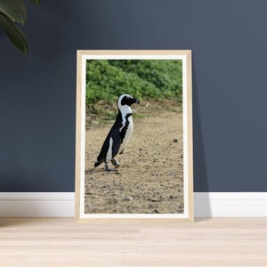 The African Penguin - Wildlife Photography, Close up Penguin Fine Art ...