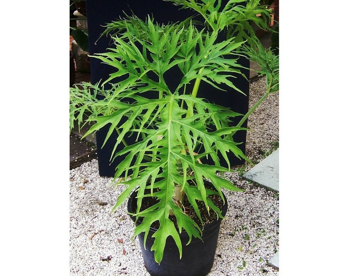 PHILODENDRON WARSZEWICZII Plant free HEAT Lacy Leaf Thick Trunk ...