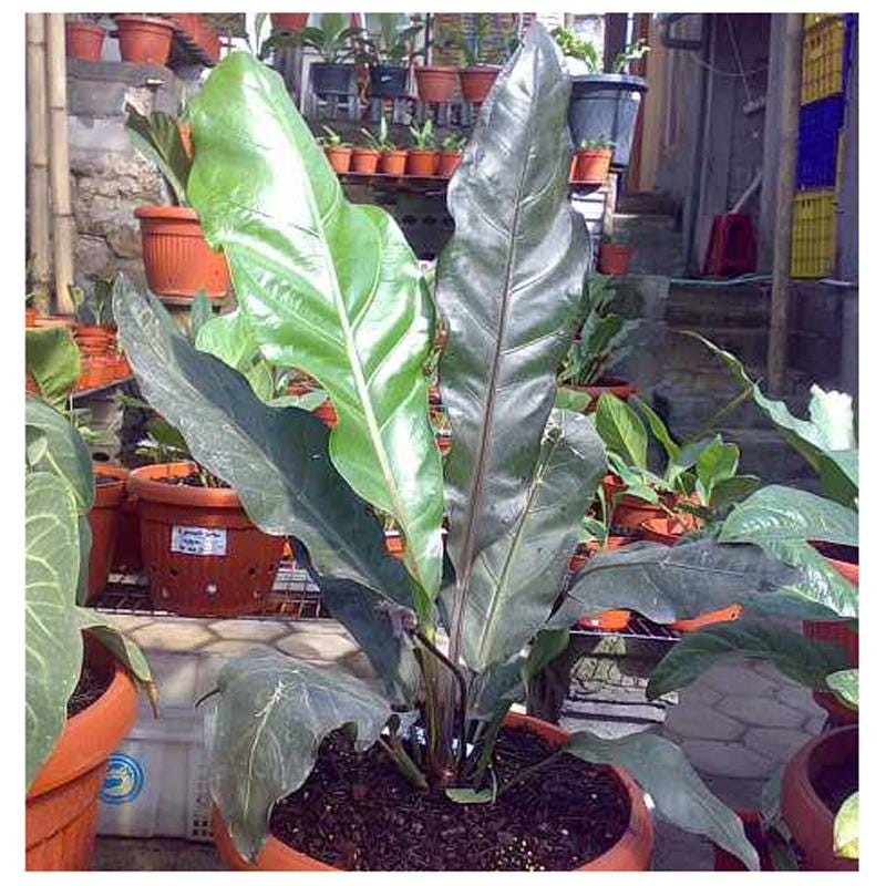 Anthurium Actual - Etsy